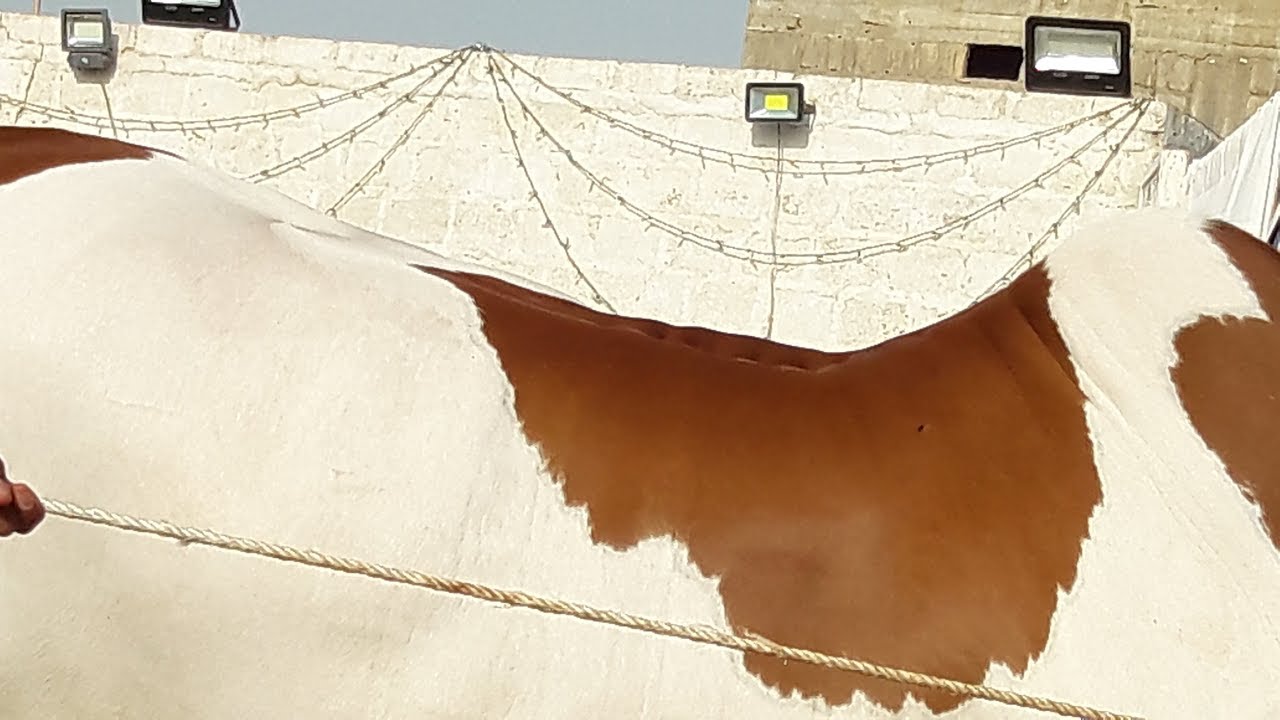 Surti Cattle Farm 2018 - Cattle Farm Cow Catwalk - Giant Bull Catwalk ...