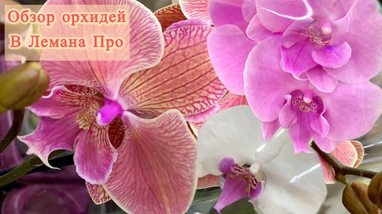 Красивые орхидеи биг липы в Лемана Про Самара ТЦ Мега - Ice Whisper ...