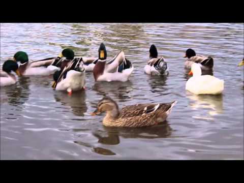 Duck Mate Dance
