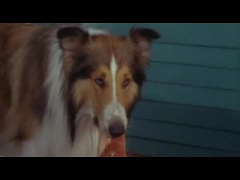 Lassie -  Flight Of The Cougar (1967) full movie