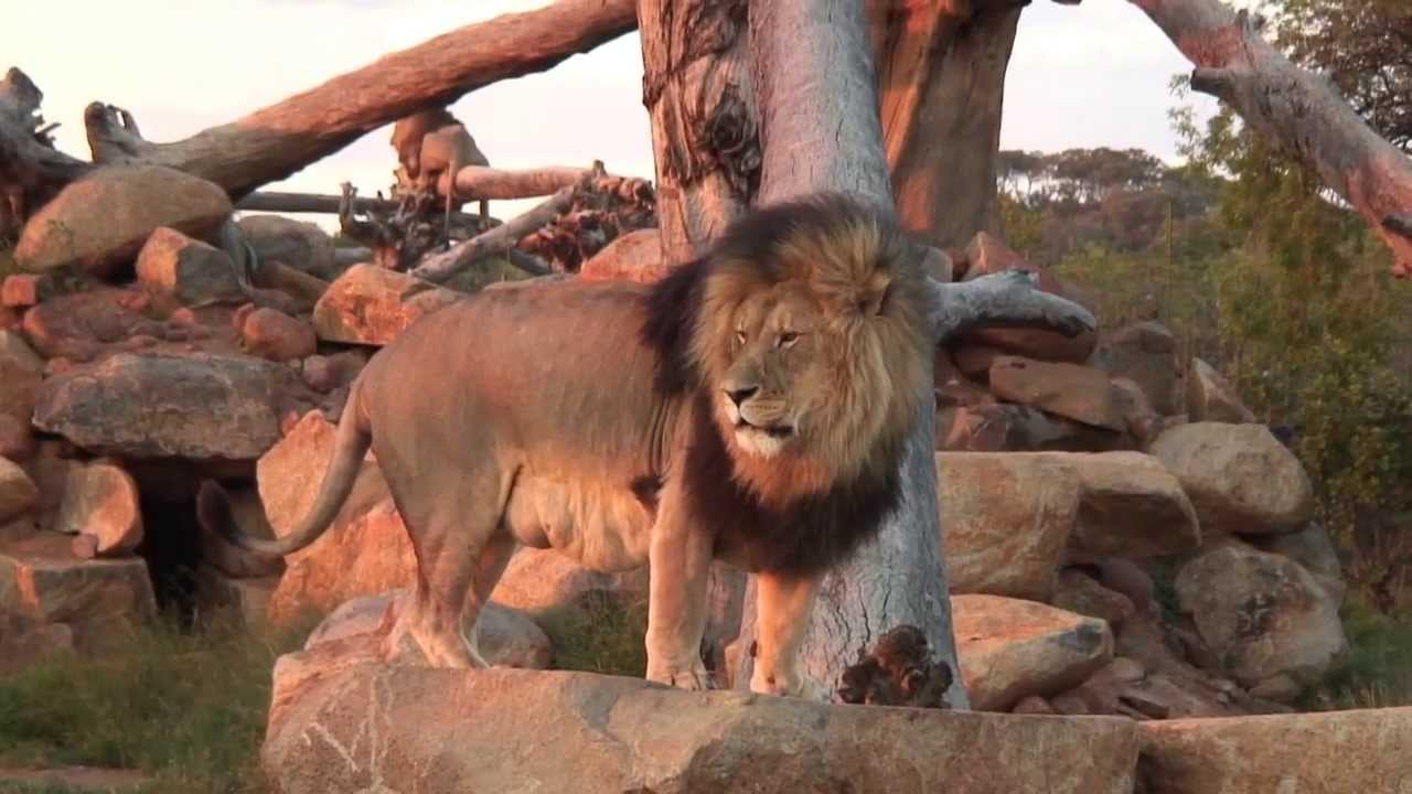 Documentary: The African Lion - YouTube