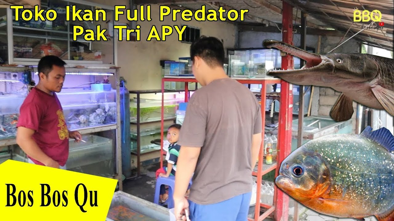 Full Ikan Galak! Review Ikan Pak Tri Banyak Moster Predator..... Toko ...