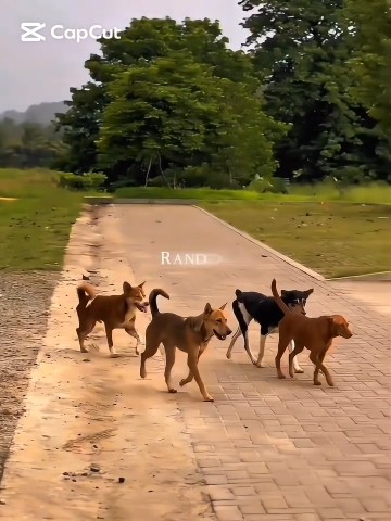 dog version 🤫 - YouTube