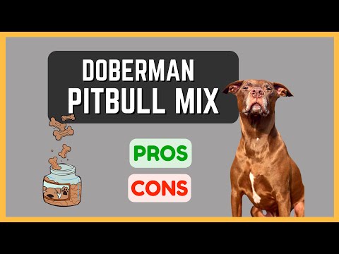 Doberman Pitbull Mix: Loyal and Devoted! Pros & Cons!