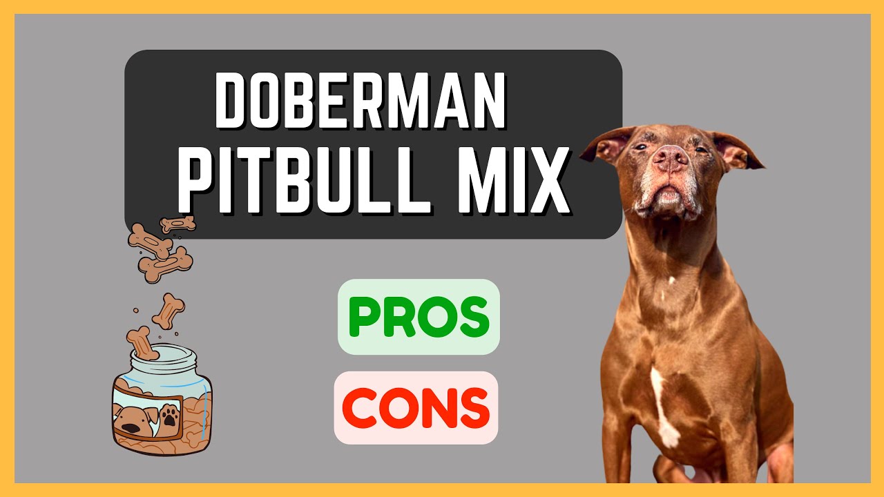 Doberman Pitbull Mix: Loyal and Devoted! Pros & Cons! - YouTube