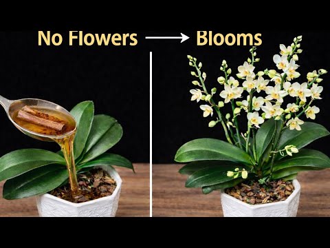 Einfach darüberstreuen! Die Orchidee, die vorher keine Blüten hatte, wird plötzlich üppig blühen.