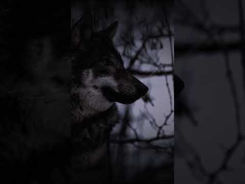 Wolf if not lion🔥🔥| inspirational quotes | Motivational status #shorts