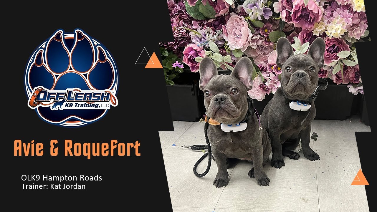 Avie and Roquefort | A Well-Behaved Frenchie Duo (Dog Training Success ...