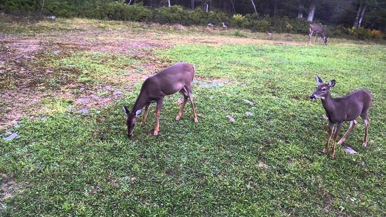 Deer on backyard Poconos - YouTube