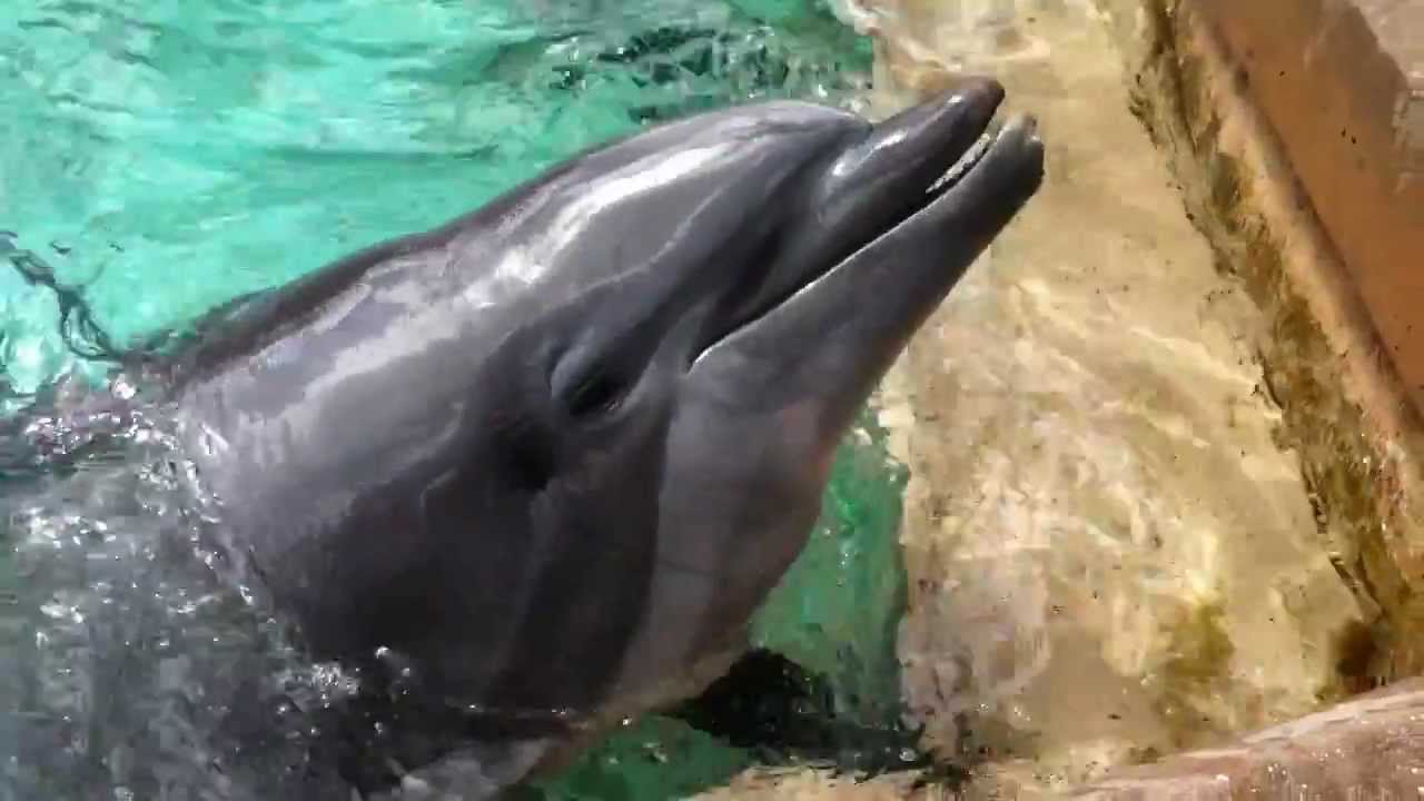 Aggressive Dolphins - YouTube