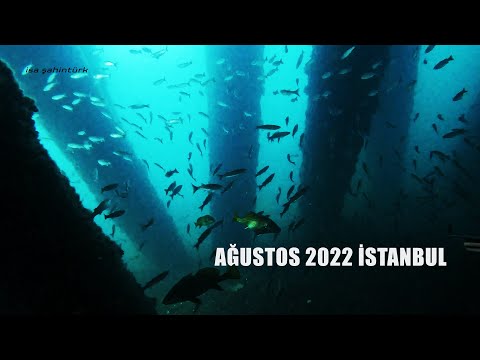 İstanbul Boğazı Eşkina Balığı   6 Ağustos 2022