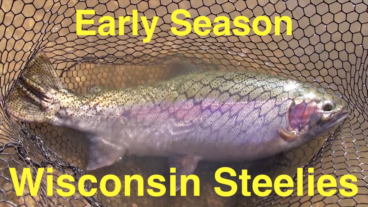 Early Season Wisconsin Steelhead Fishing - YouTube