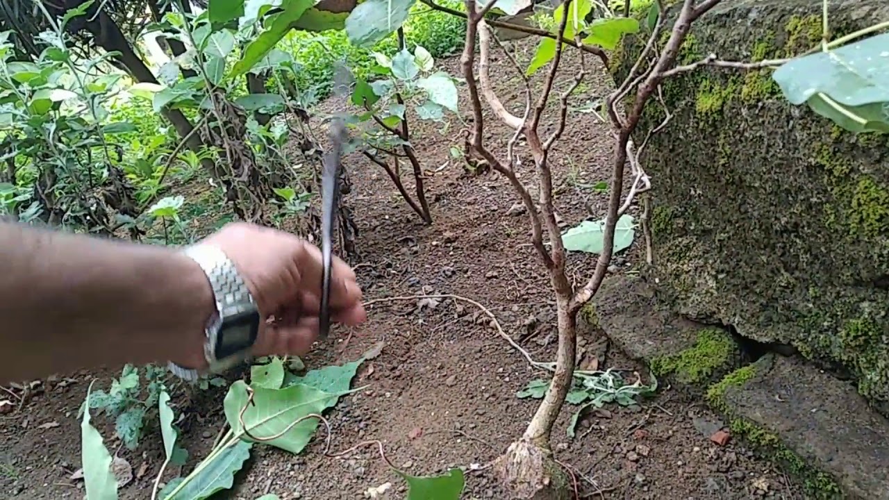 Ficus update after hard pruning - YouTube
