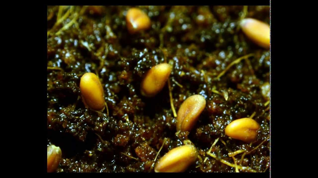 Cress germination macro time lapse - YouTube