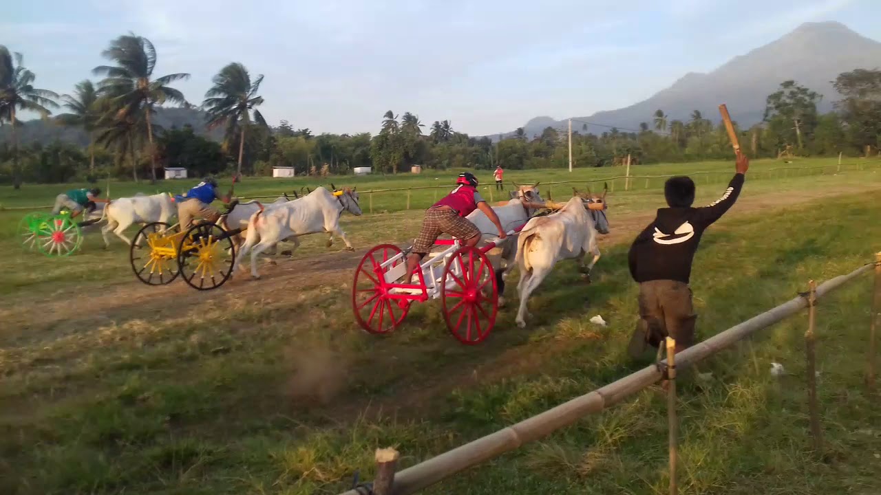Lomba balapa sapi - YouTube