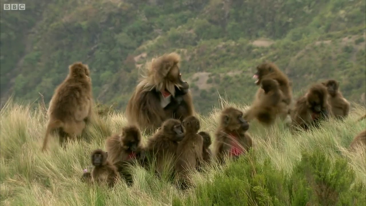 Fearsome Teeth of the Gelada Baboon Deadly 60 Ethiopia Series 3 BBC ...