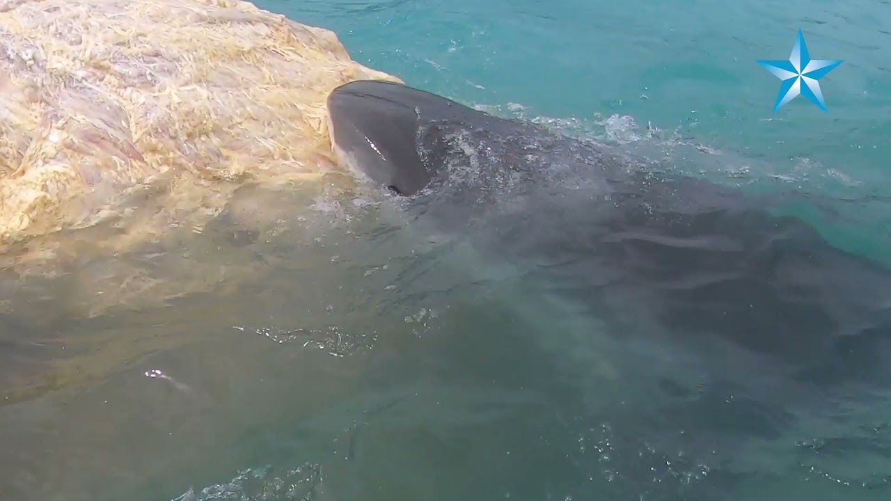 Tiger sharks feed on decomposing whale offshore in Waimanalo - YouTube