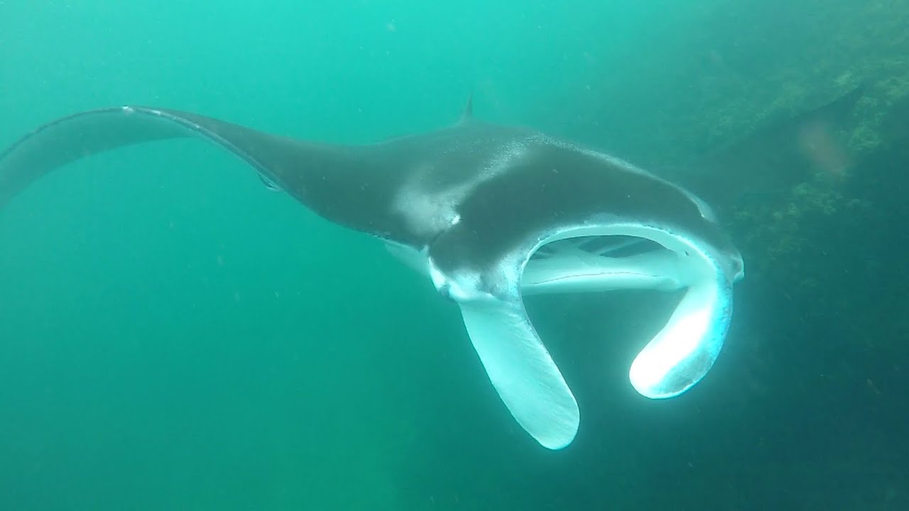 Julian Rocks Byron Bay, Manta Ray Encounter - YouTube