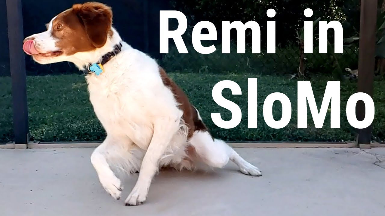Remi in Slow Motion - YouTube