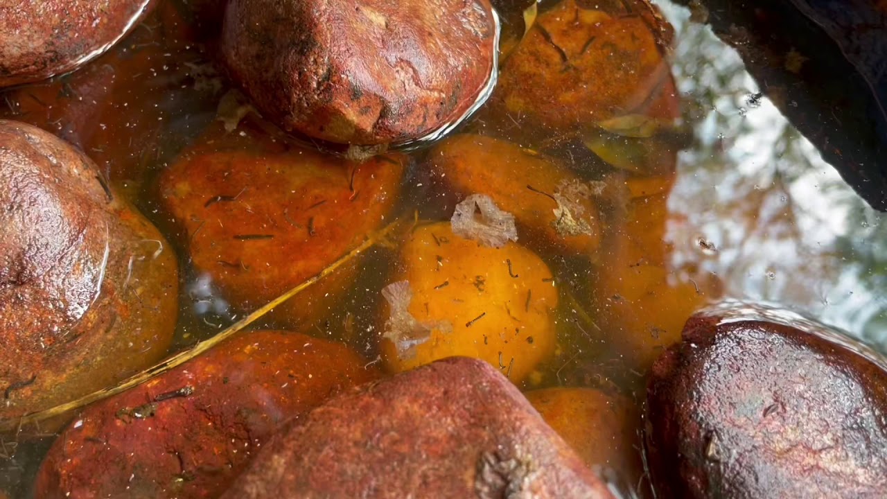 This is what happens in still standing water🥴 - YouTube