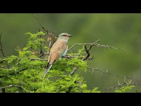 Beautiful Relaxing Music • Peaceful Piano Music & Guitar Music | Sunny Mornings by Peder B ...