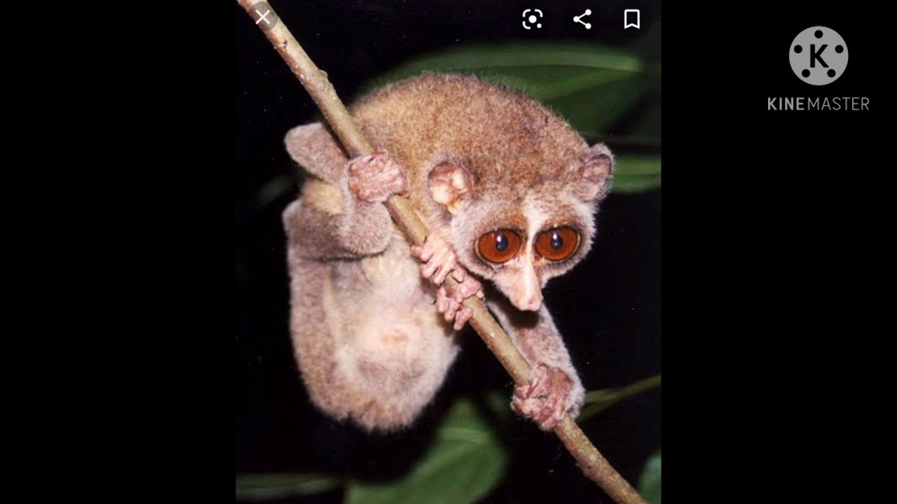 DEVANG ANIMAL IN OUR AREA - YouTube