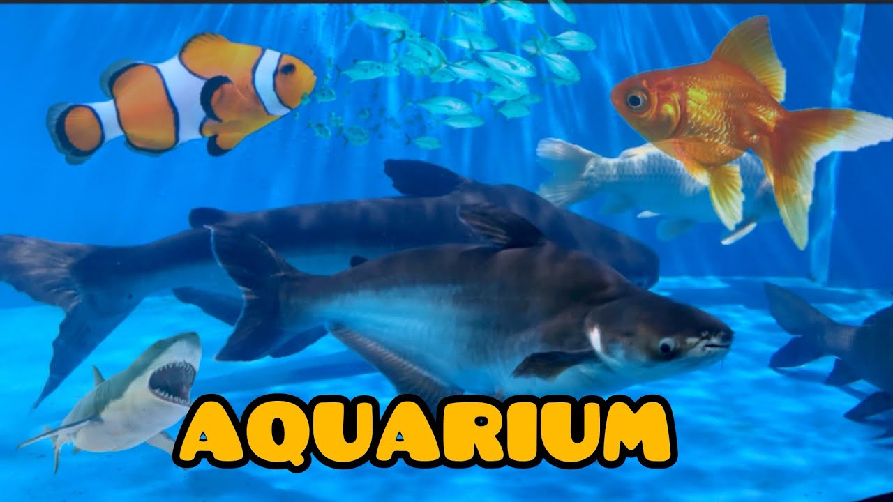 Fish Home | Aquarium - YouTube
