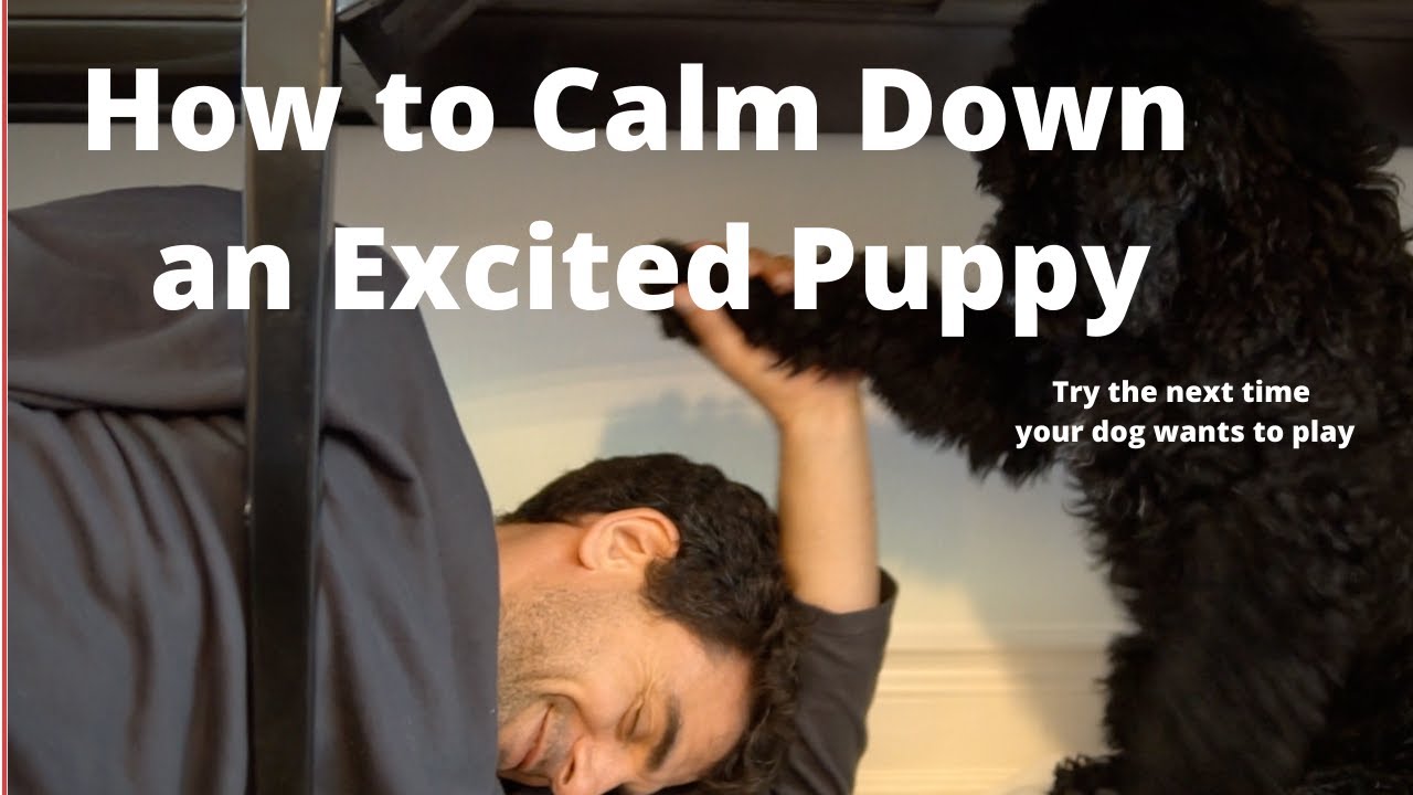 How to Calm Down an Excited Dog: What is the Sequence of Surrender ...