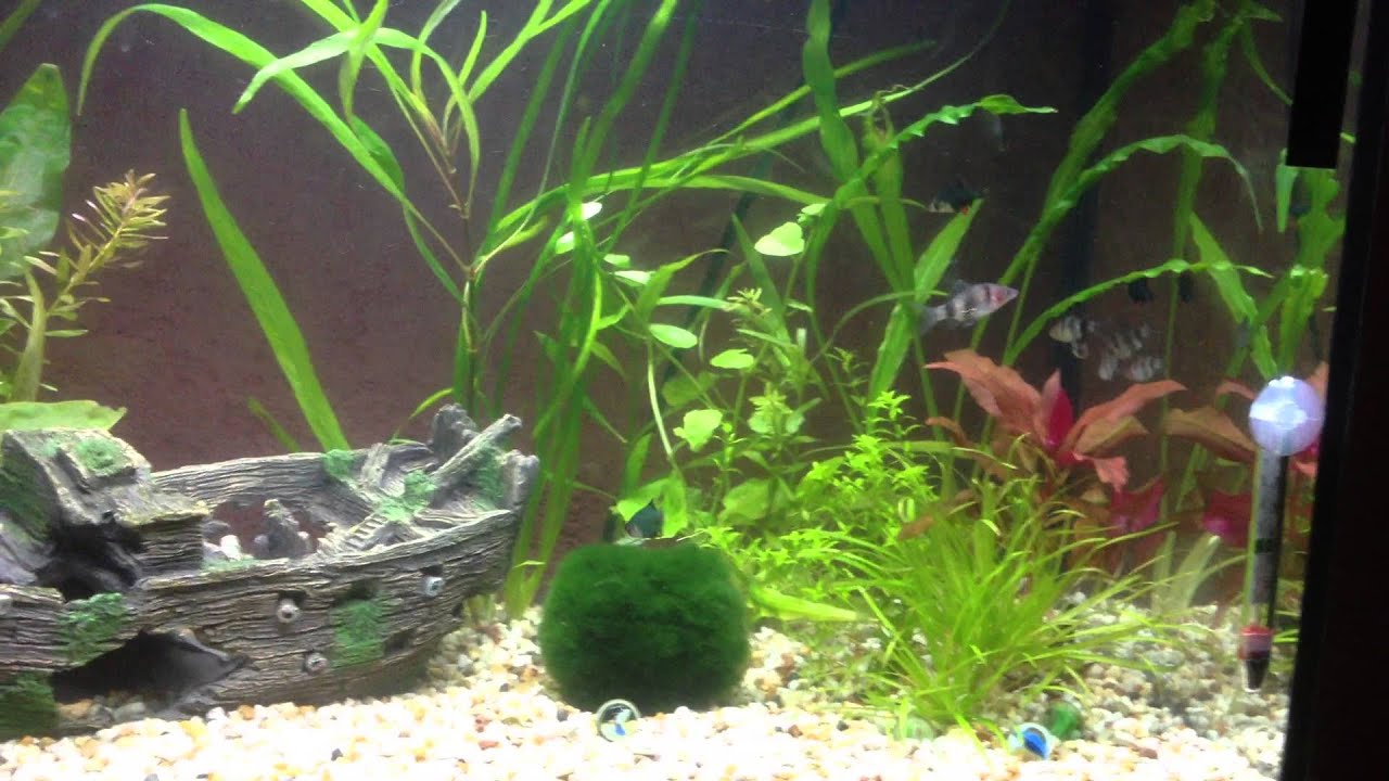 Barbusai mano akvariume - YouTube
