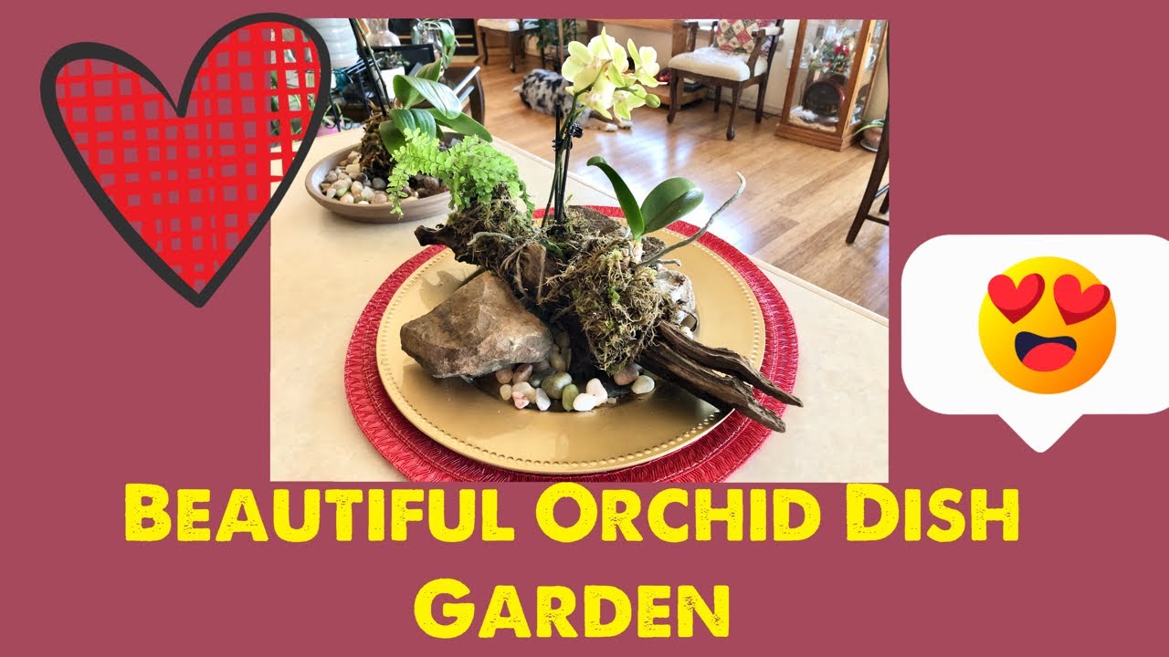 ORCHID DISH GARDEN: How I mount my Orchid on Driftwood - YouTube