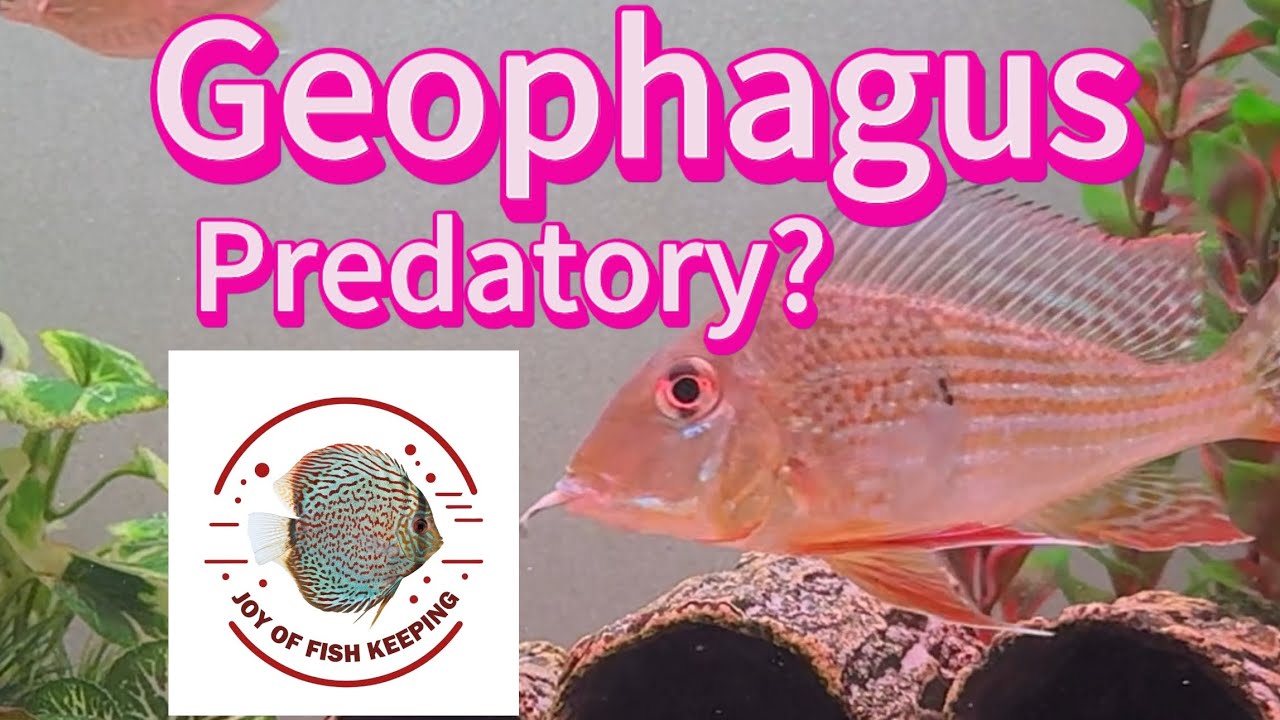 Predatory geophagus fish? - YouTube