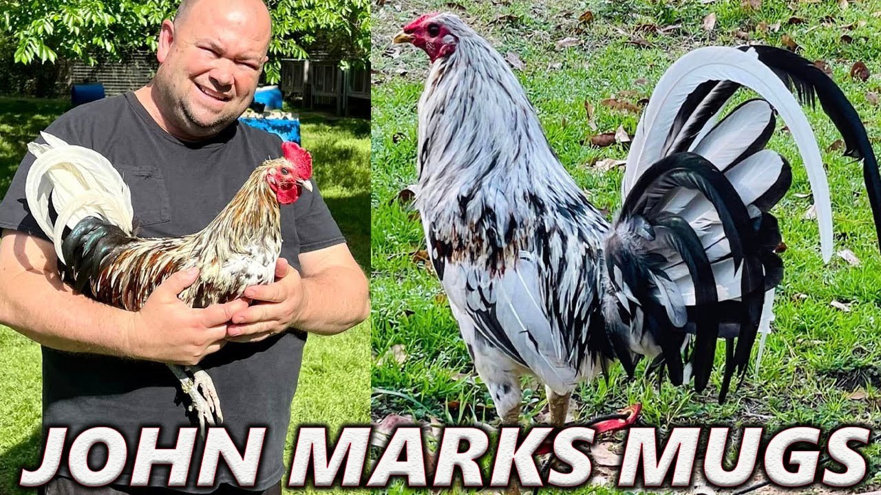 TEXAS !! John Anthony Marks Mug Splash Asil - Beautiful Birds - YouTube