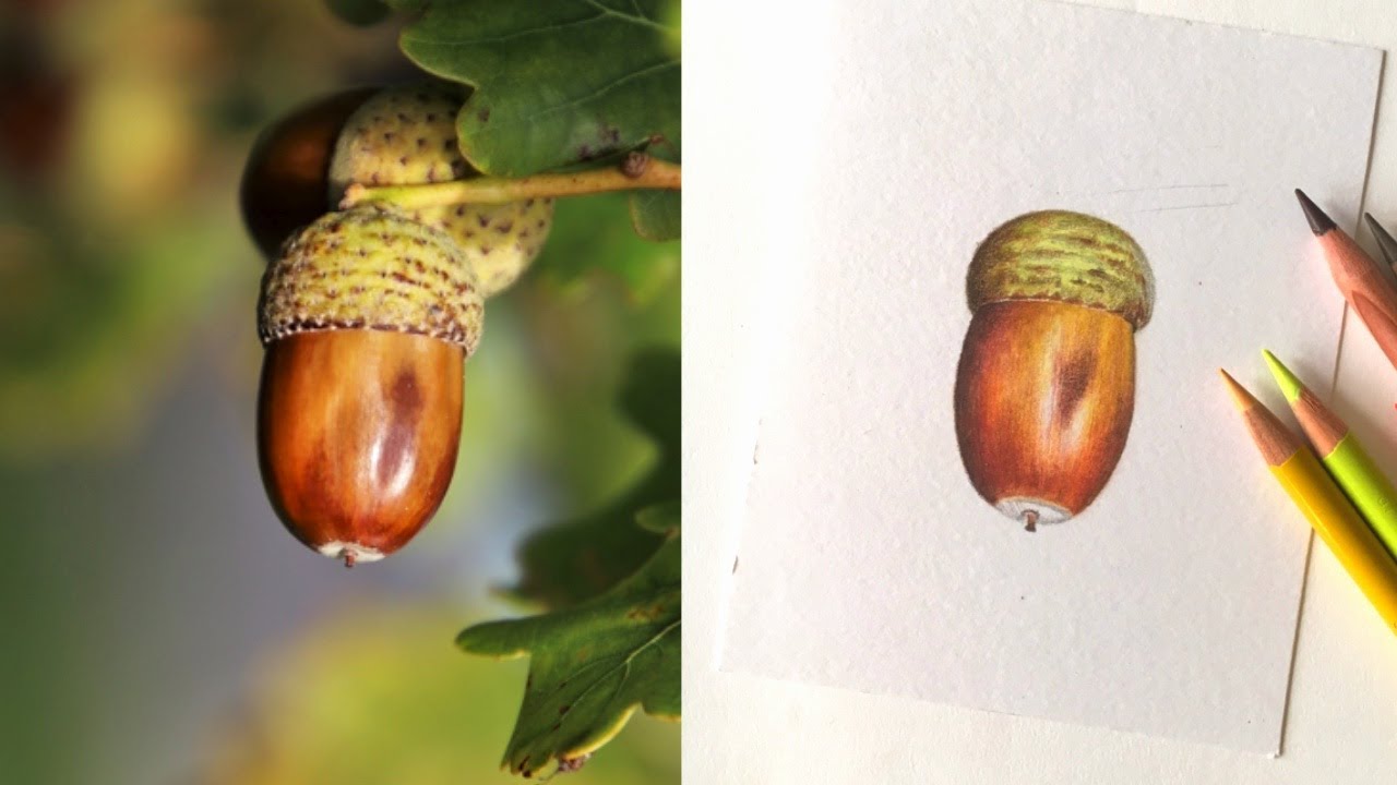 How to Draw This Realistic Acorn Using Colored Pencils and Solvent ...