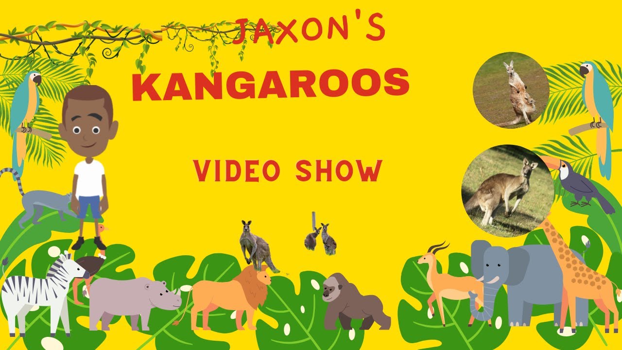 Funny Animal Videos Let's Explore Kangaroos - Capture the Nature ...