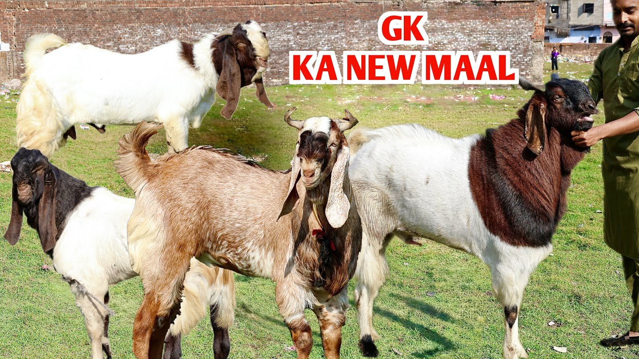 Malwa Kota Totapari Bakro Ka Shaandaar Collection At GK Goat Farm - YouTube