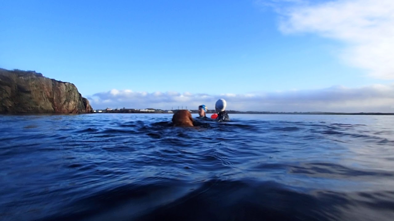 Billy swimming - 01.02.2020 - YouTube