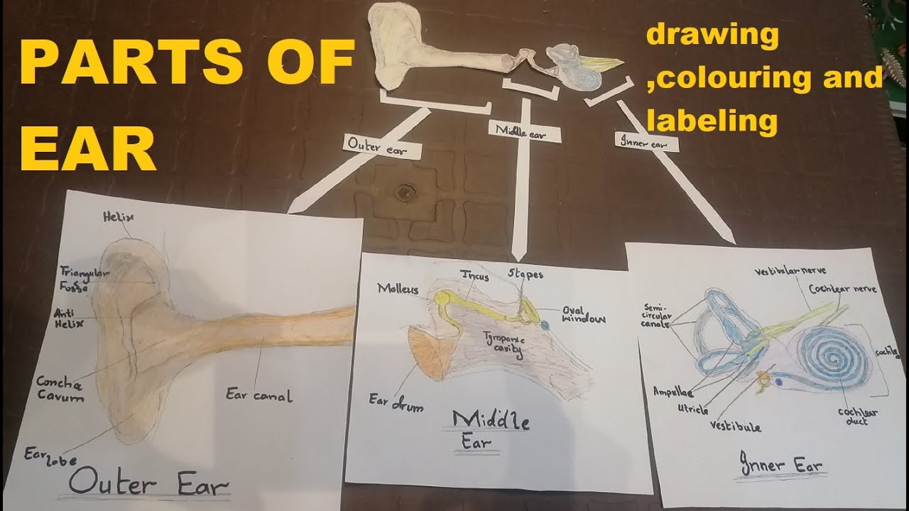 Parts of ear .Drawing labelling and colouring different parts of ear ...