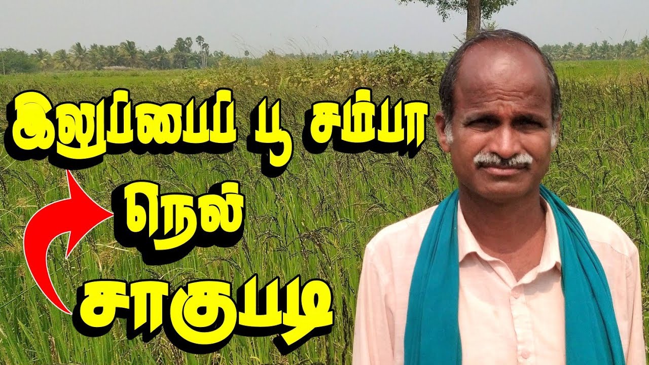 இலுப்பைப் பூ சம்பா நெல் சாகுபடி ||Iluppai Poo Samba Nel Sagupadi ...