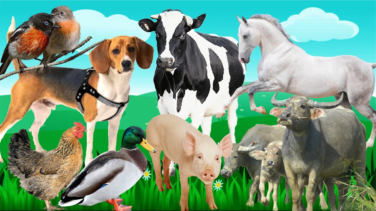 Animals The Farmers See, Cow, Cat, Chicken, Dog, Duck, Pig, Horse, Goat ...