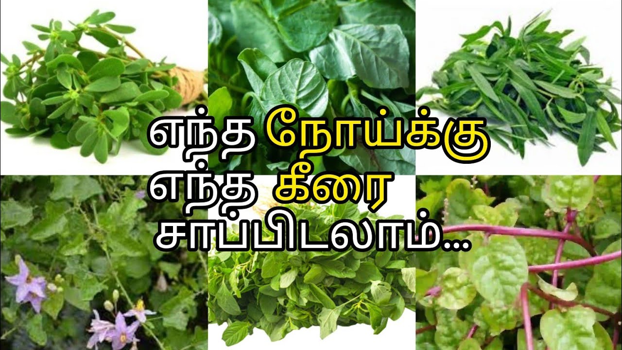எந்த நோய்க்கு எந்த கீரை சாப்பிடலாம் | Keerai Vagaigal And Benefits In ...