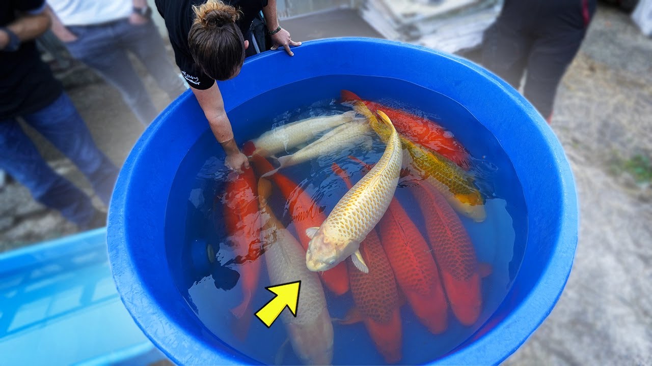 Unbelievable Super Jumbo Koi! These Massive 100-110 cm Fish Will Amaze ...