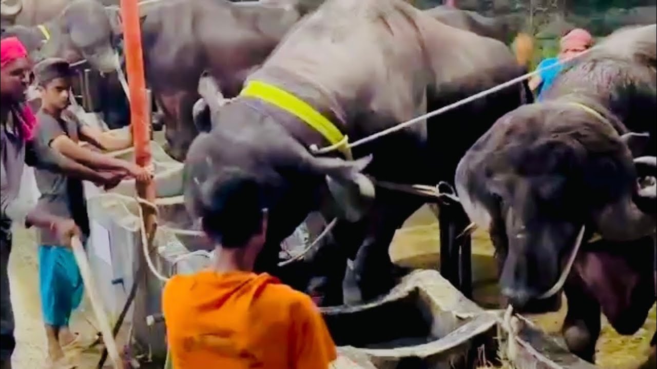 Biggest Pagla Jafrabadi Murrah Buffalo | Heavyweight Giant 1200+KG ...