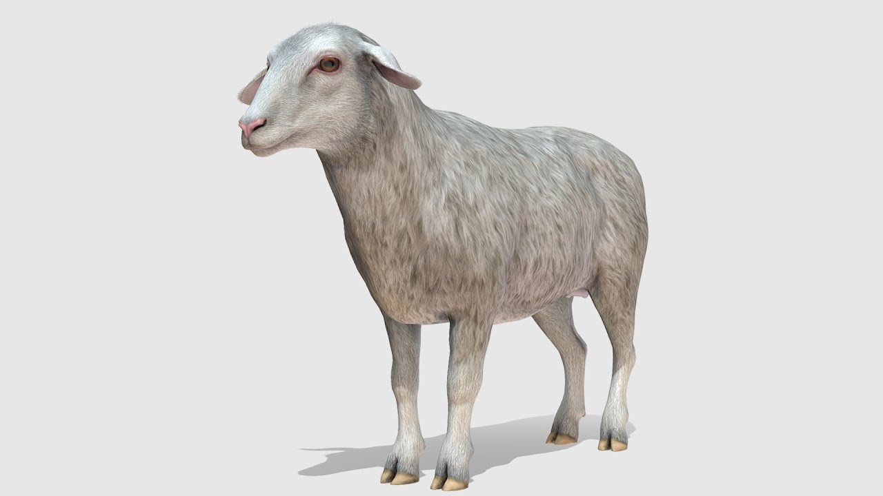 Sheep Animations - YouTube