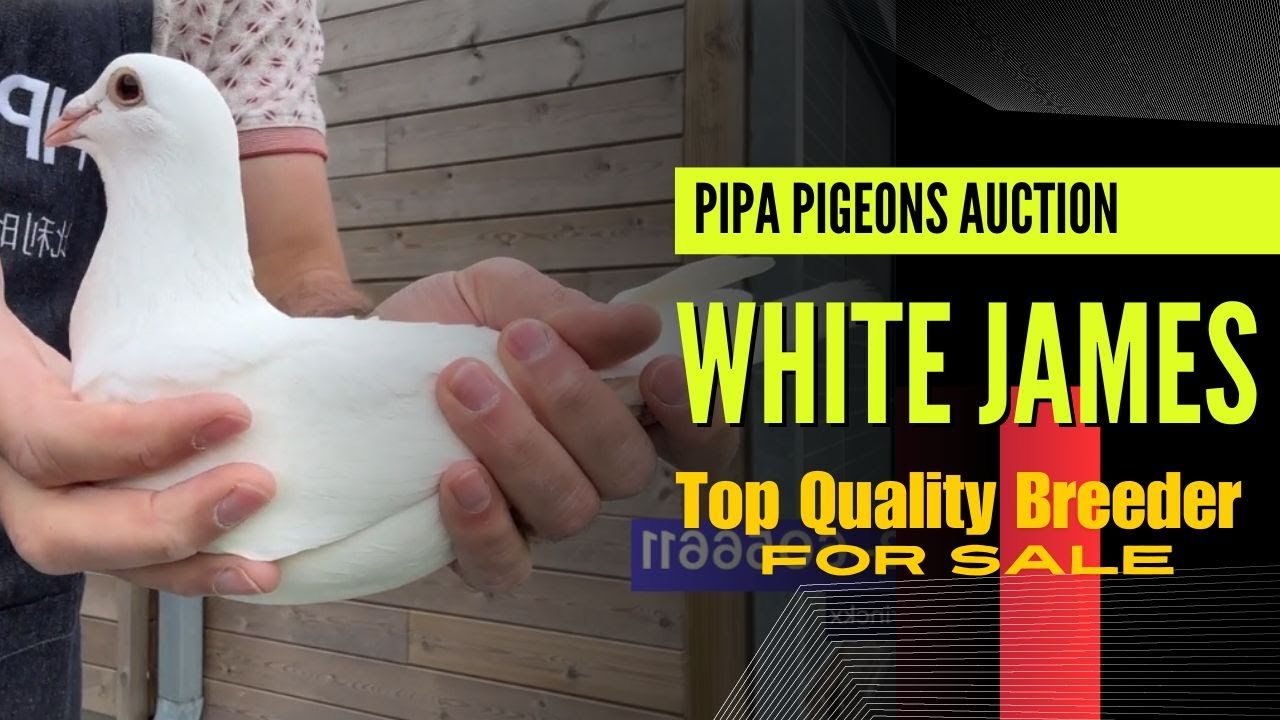 " Full White James " Racing Pigeon From The Amazing Pair For Sale In ...