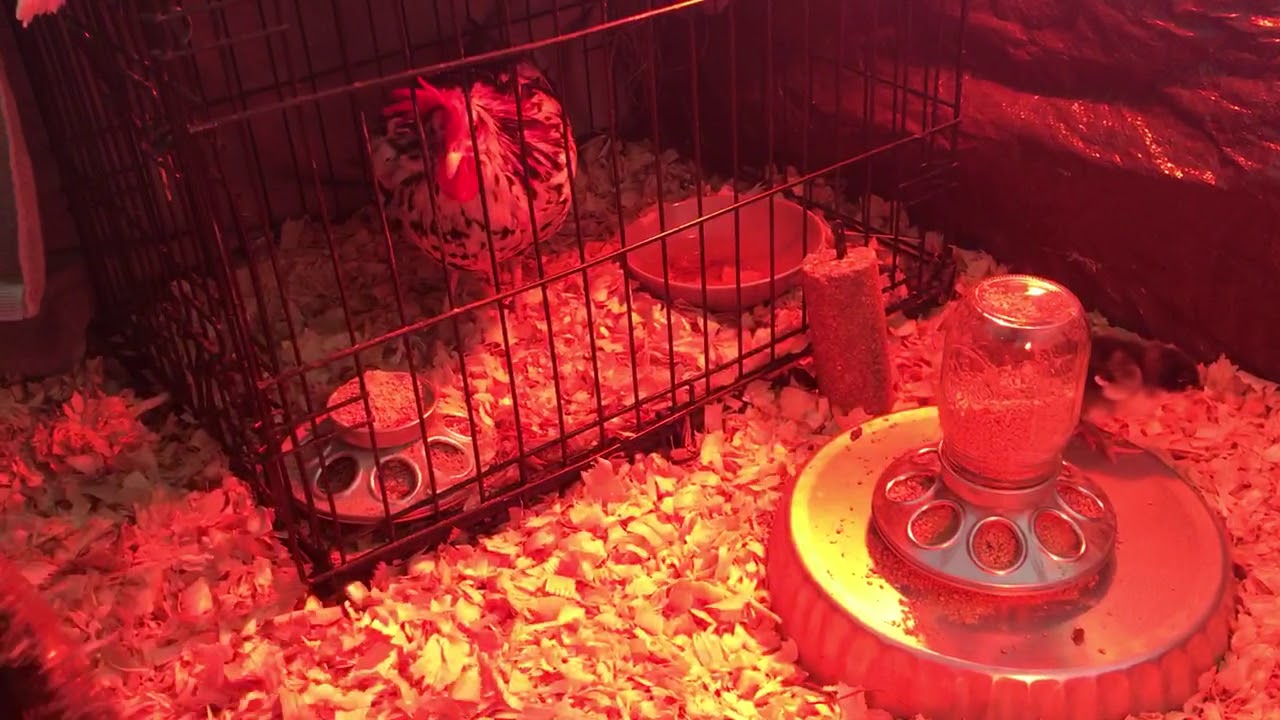 Chicken Rehab - YouTube