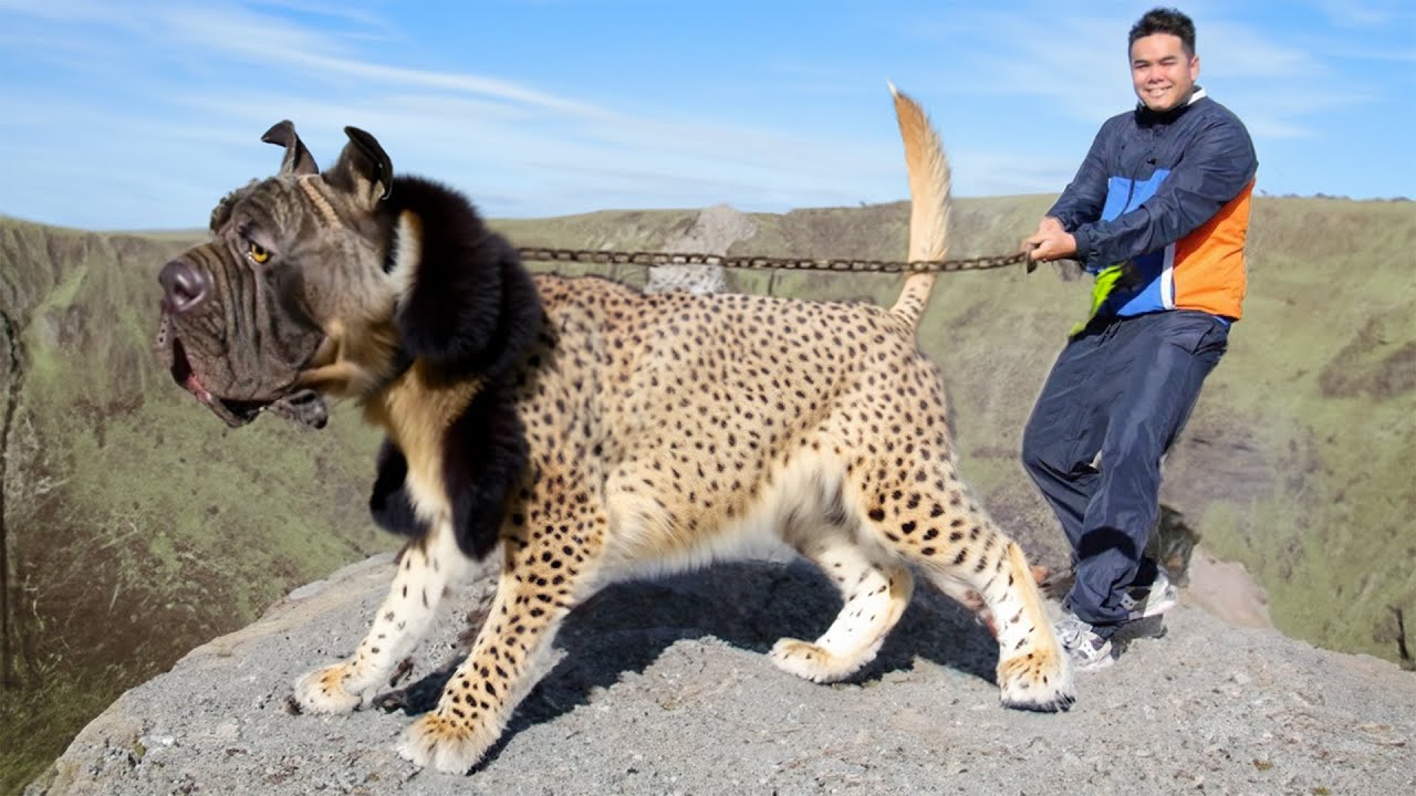 The 10 Greatest Mastiff Dog Breeds - YouTube