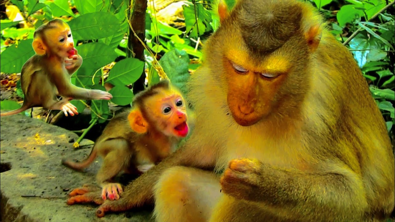 monkey being menu to their babies - YouTube