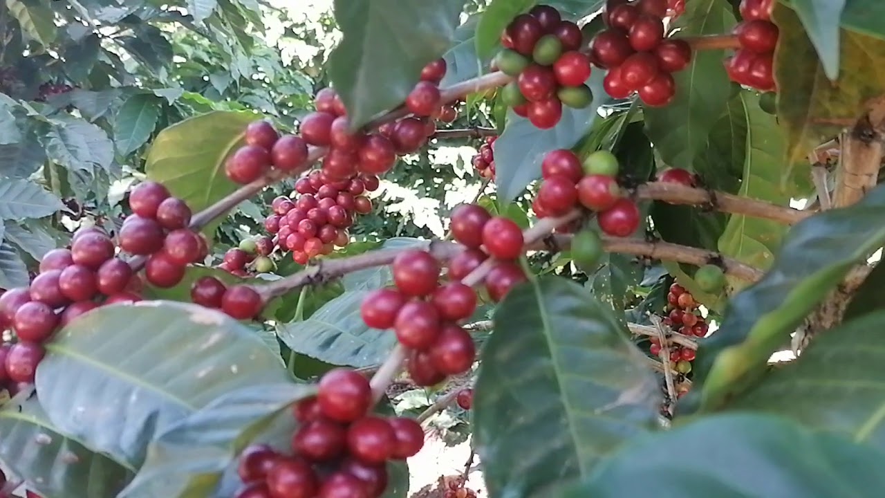 Coffee Cherry in Adolfo coffee farm - YouTube