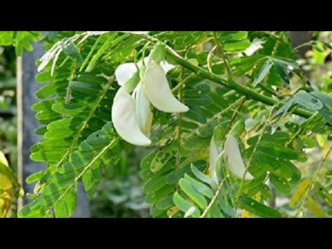 अगस्त का फूल का हेल्दी सब्जी बनाना सीखें l August Ka Phool Ka Sabji l ...
