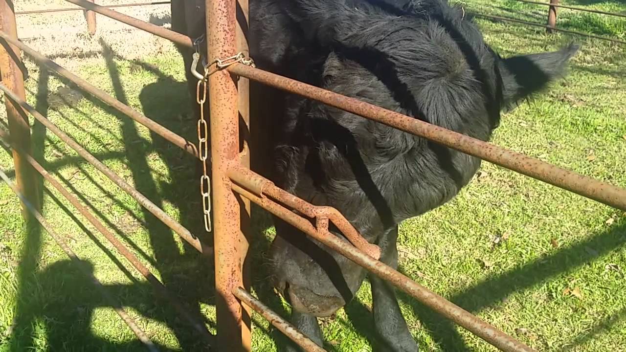 Bull opens gate. - YouTube